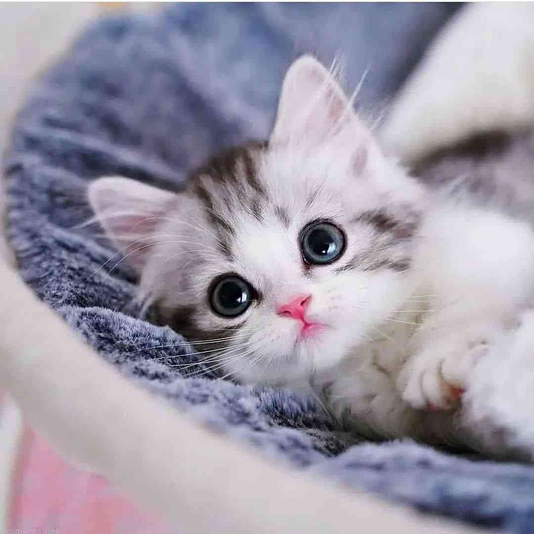 #wallpaper #cute #cat - MirrorLog.com