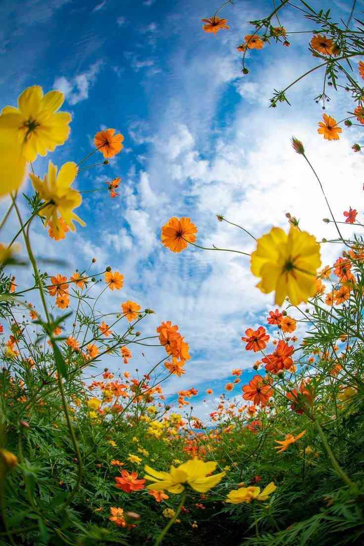 #nature #wallpaper #flower - MirrorLog.com