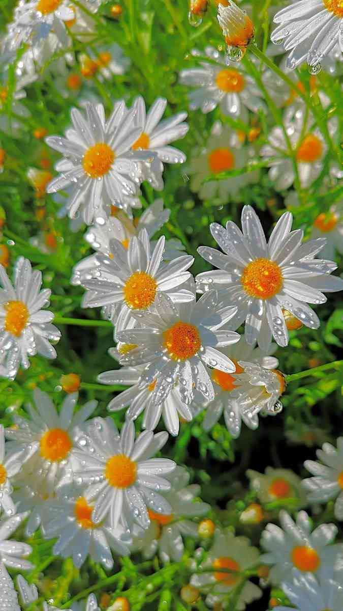 #flower #wallpaper - MirrorLog.com