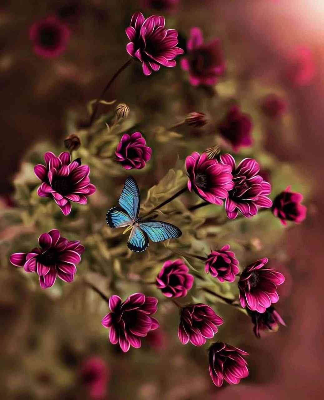 Flower and butterfly 🦋 🌺 #dp #picture - MirrorLog.com
