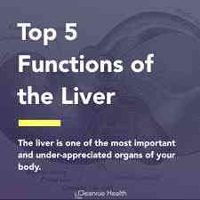 Function of the liver