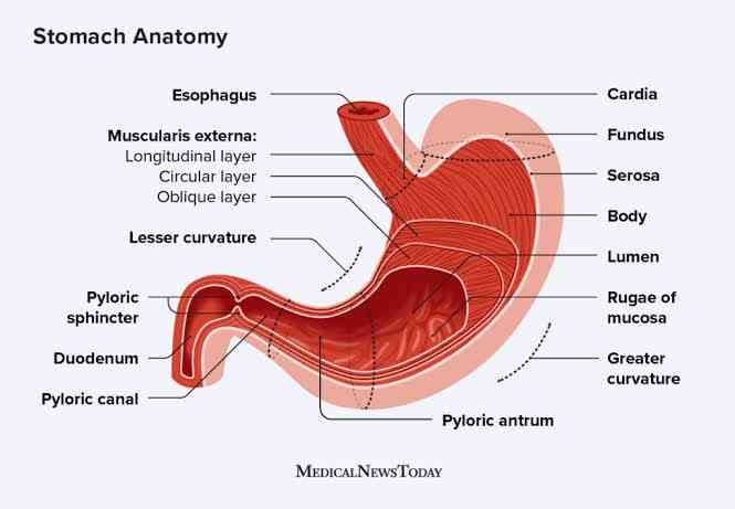 Anatomy of Stomach - MirrorLog.com