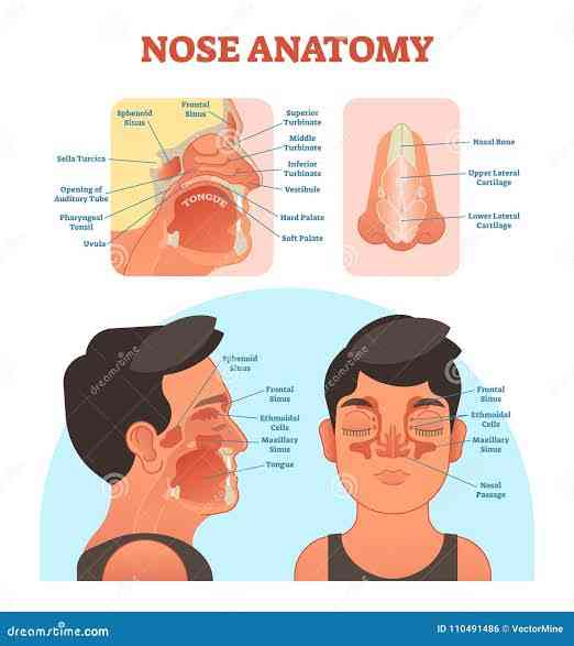 Human Nose - MirrorLog.com