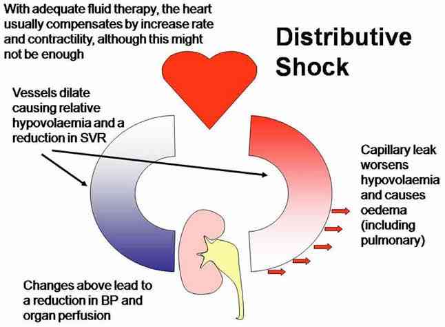 Distributive shock - MirrorLog.com
